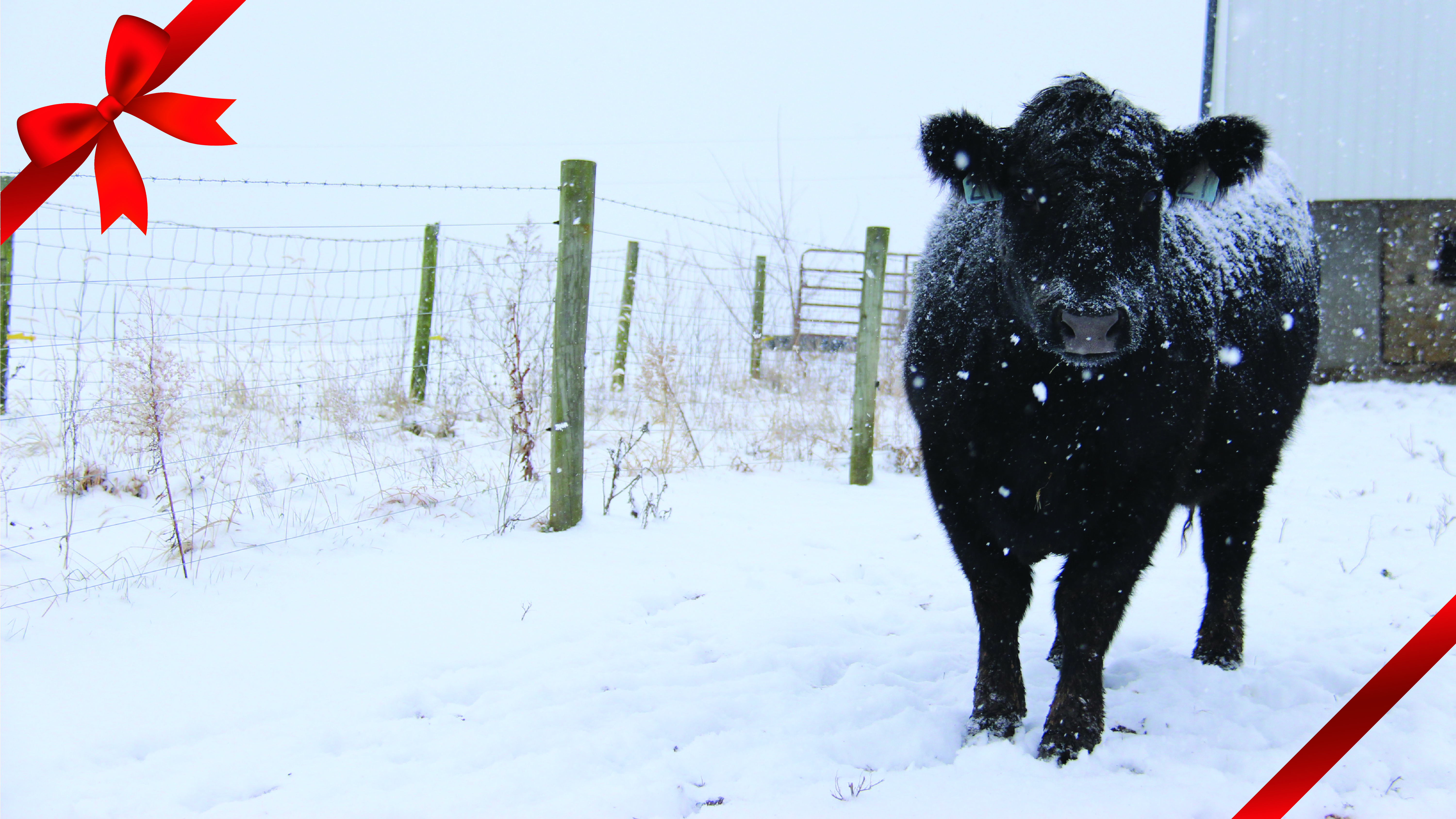 Ohio Cattlemen's Association
